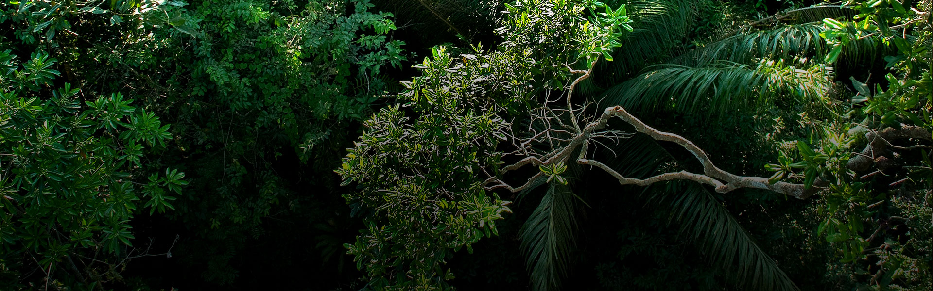 MoSCAL | Reportes - SIAT-AC